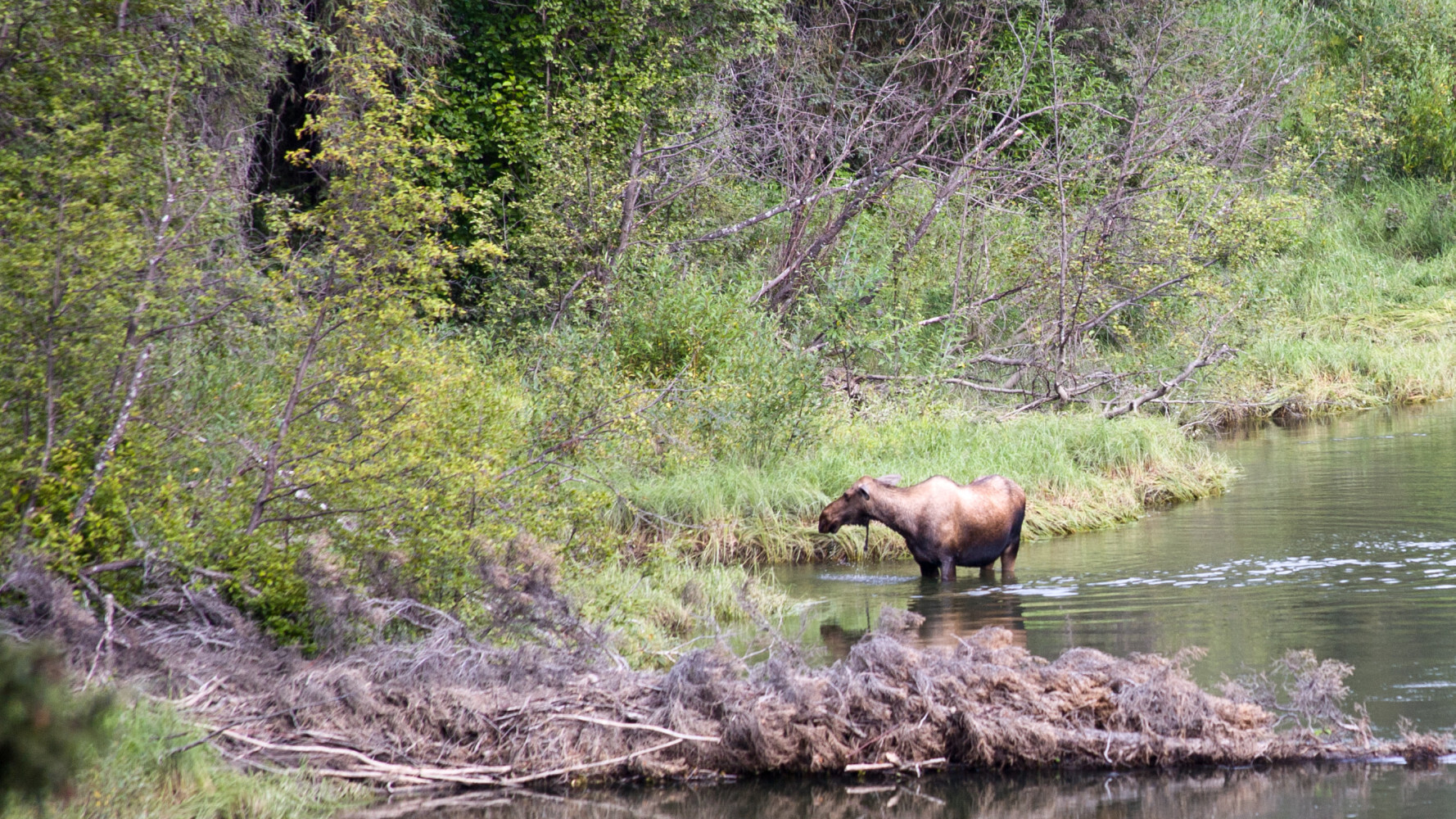 To Tanzilla River Campgound: Artic-Pacific Divide - Racpat Bali to ...