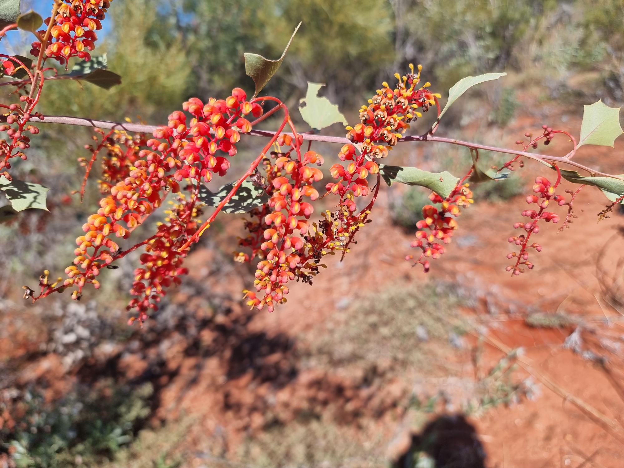 Day 34: Roebuck Plains roadhouse to Barn Hill Station - A happy ride ...