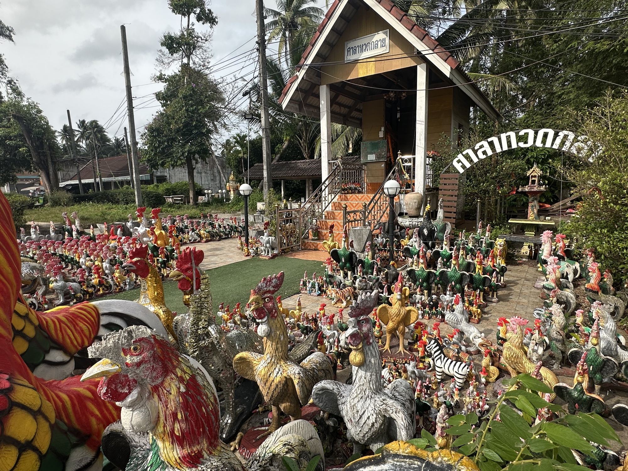 Chickens Never Disappoint - Song of the Koel - CycleBlaze