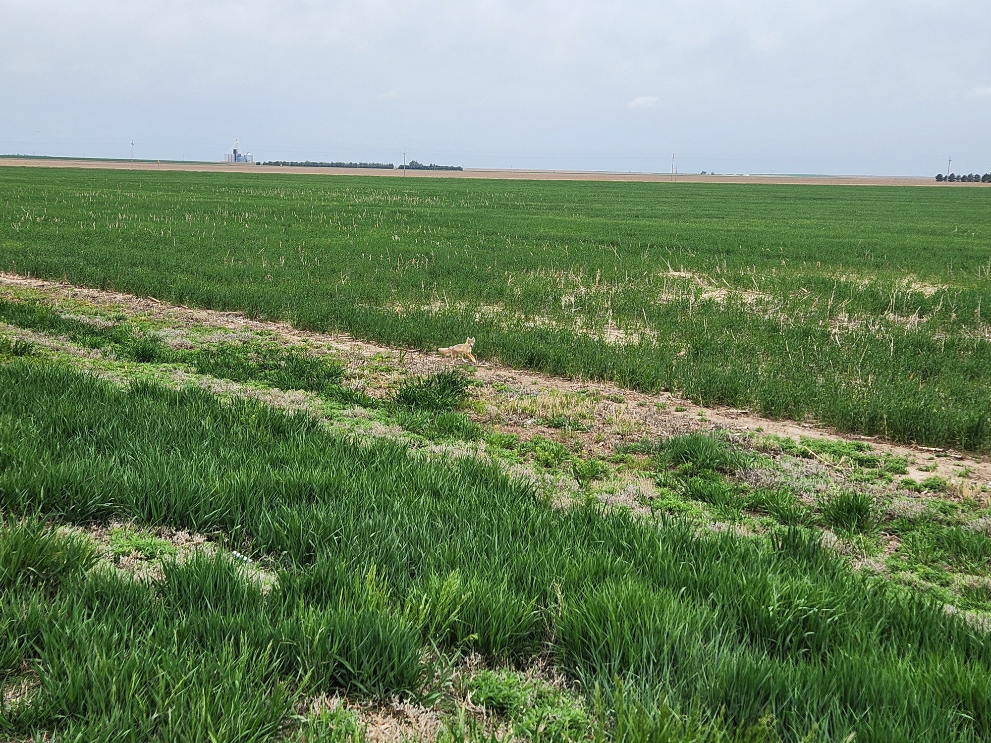 The Cowboy Spirit - Ersatz Cowboy Lassos The Wild West - CycleBlaze