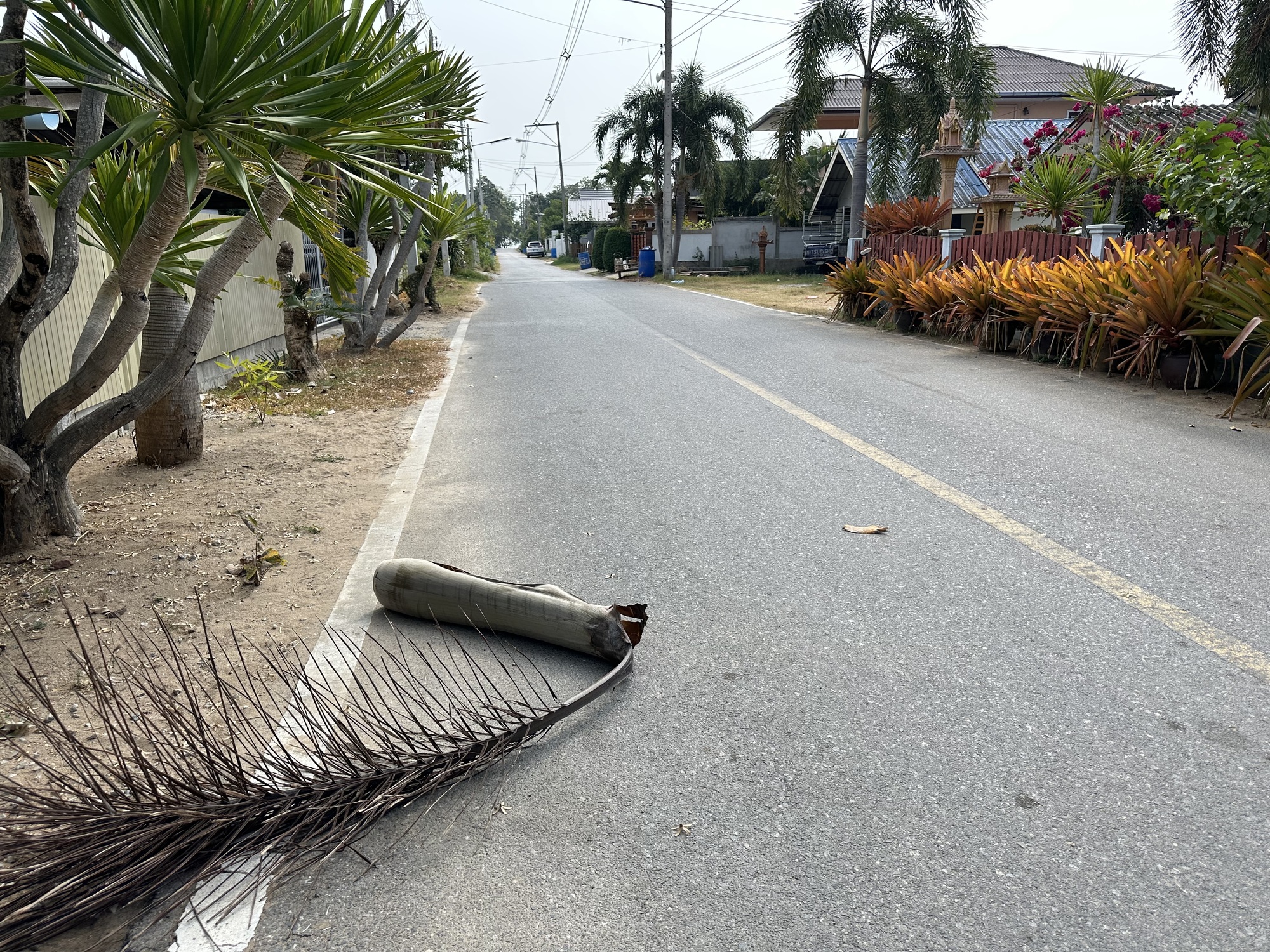 Koel Update - Song of the Koel - CycleBlaze