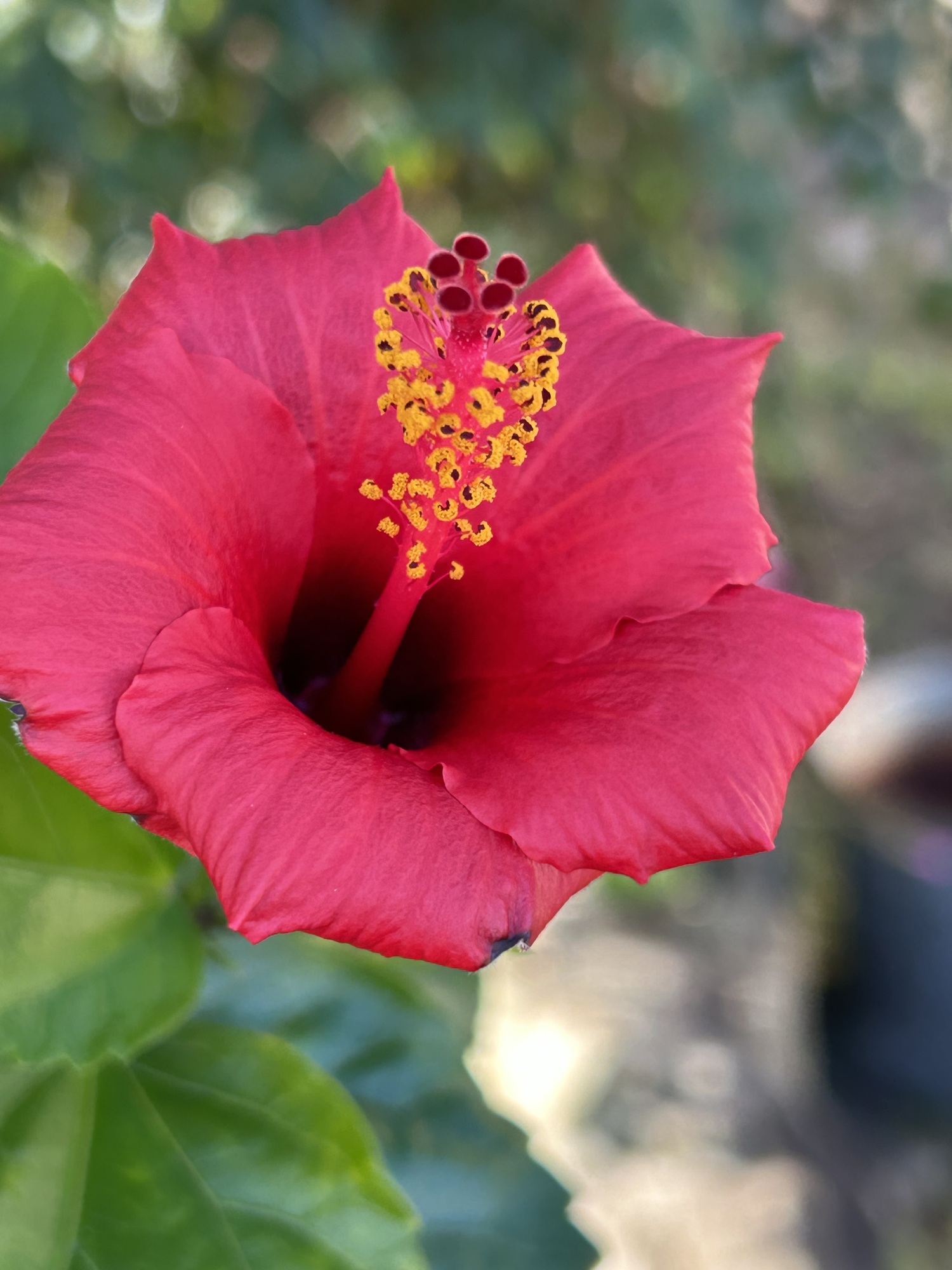 A spectacular ride on Shimoshima Island - Six Wheels Through Japan Part ...