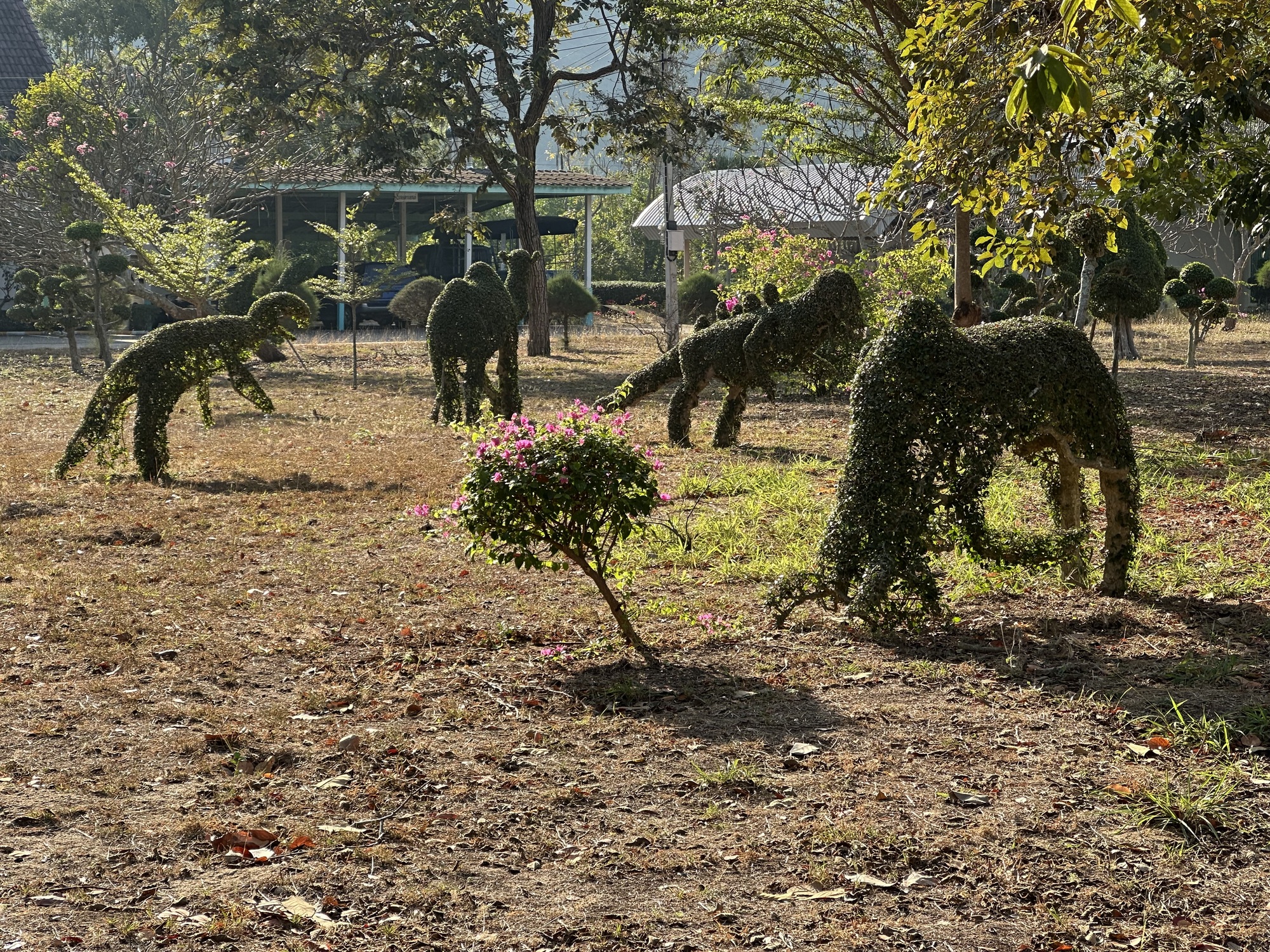 All Quiet and Orderly - Song of the Koel - CycleBlaze