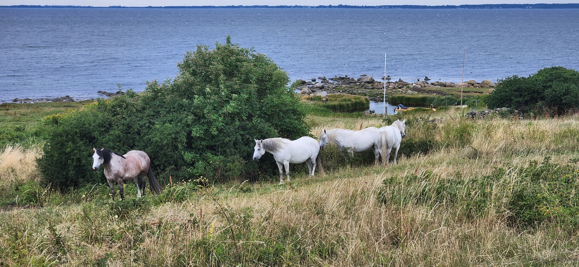 Angelholm, Sweden to Bastad, Sweden (July 15, 2023) - Cycling ...