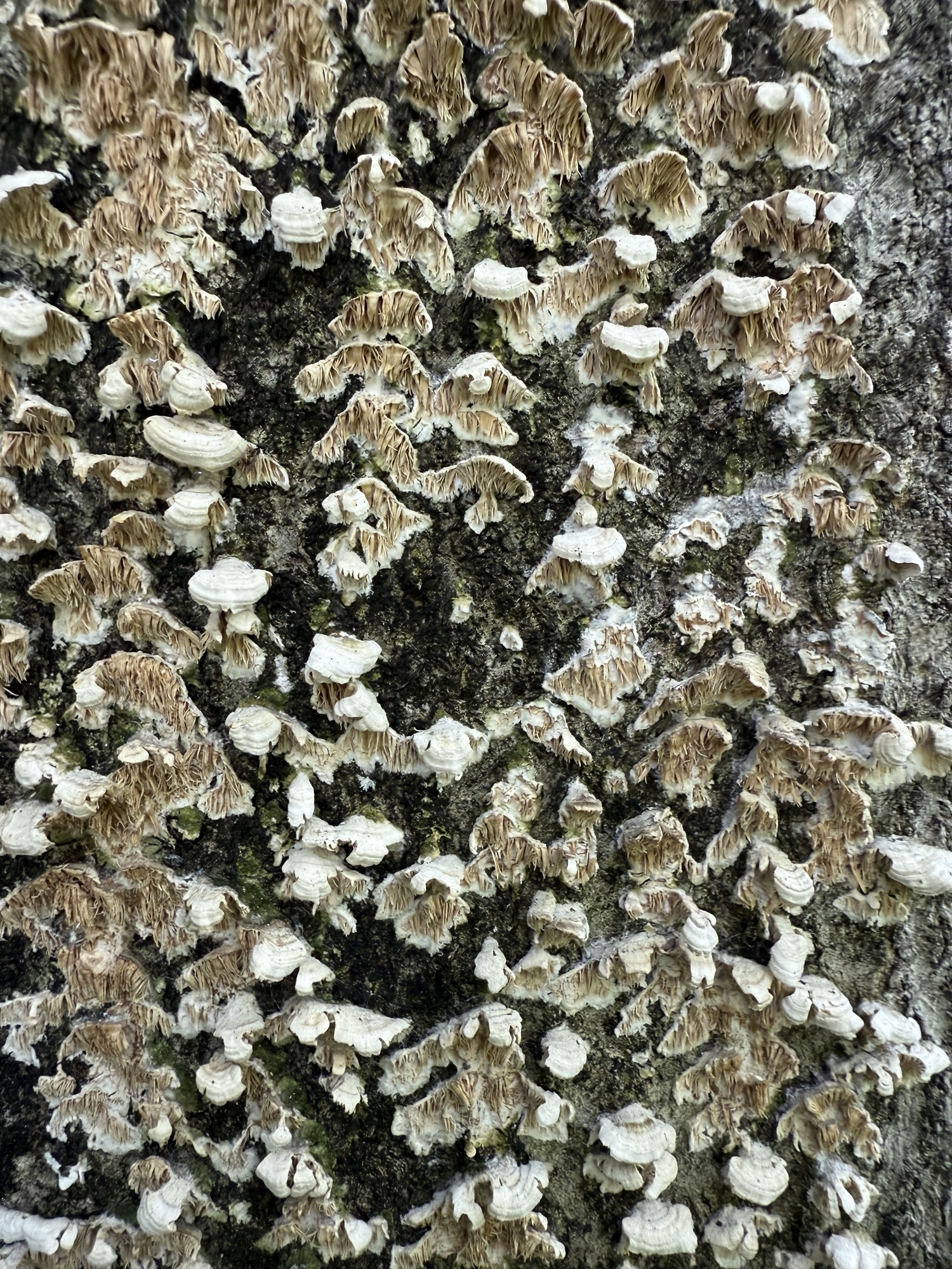 71: headless sneezer, bird bench, dead man's hollow, kennywood ...