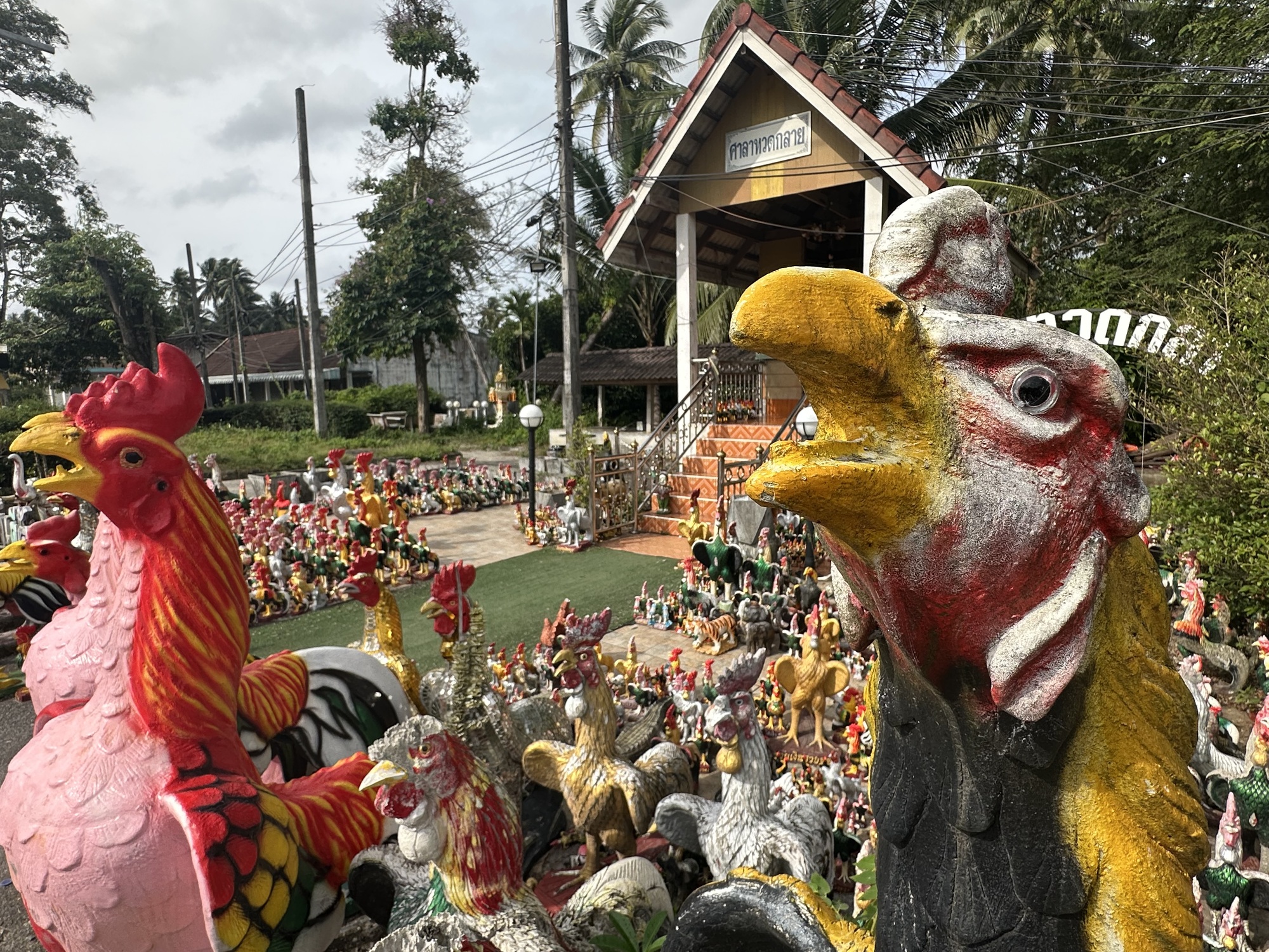 Chickens Never Disappoint - Song of the Koel - CycleBlaze