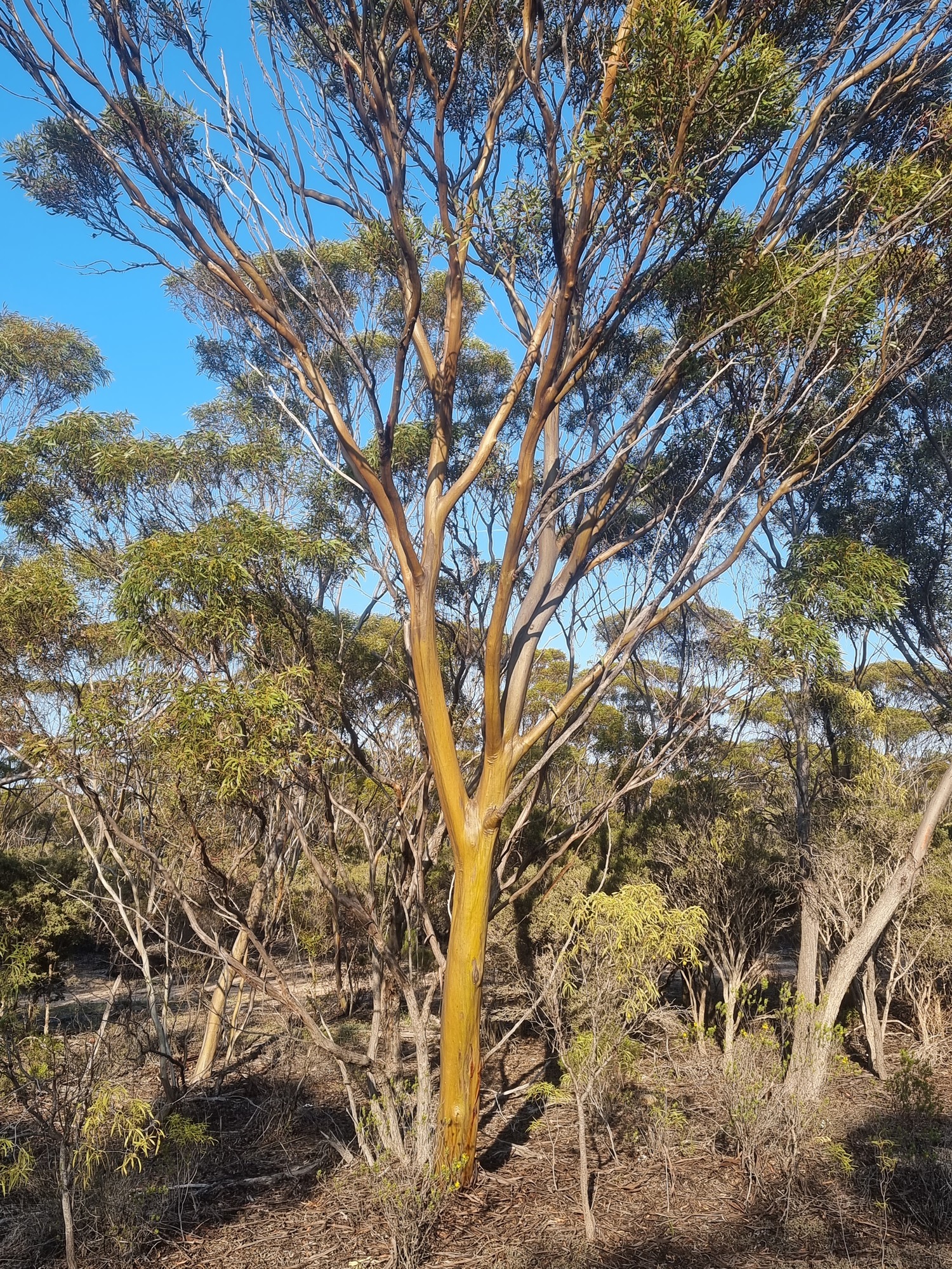 Day 117: Salmon Gums to Norseman - A happy ride around Australia (third ...