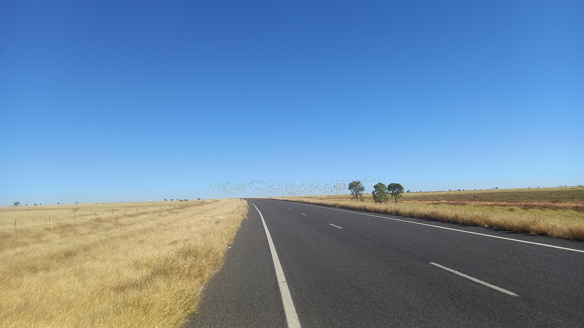 Day 20 - Through Kynuna, an 18 Bustard day - Unfinished Business ...