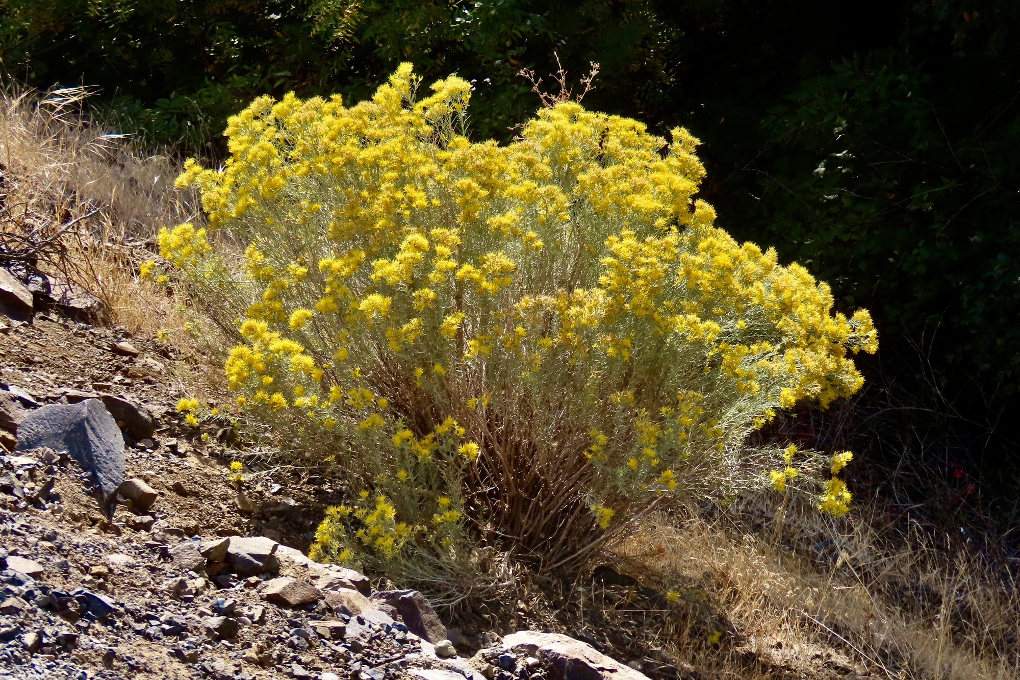 Seven Mile Hill / Eight Mile Road - Tyenne Travelin' 2025 - CycleBlaze