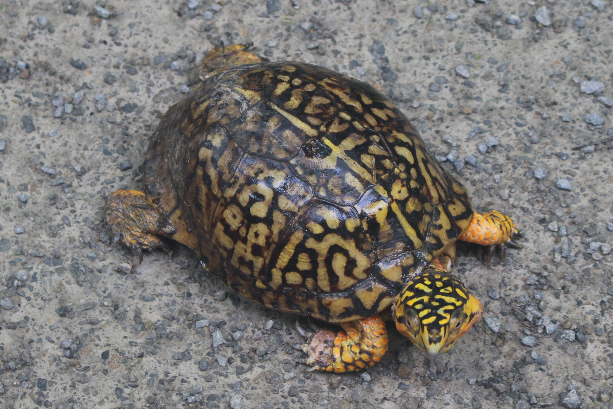 Tunnel Hill Trail With Jeff Teel - Five to Go - CycleBlaze