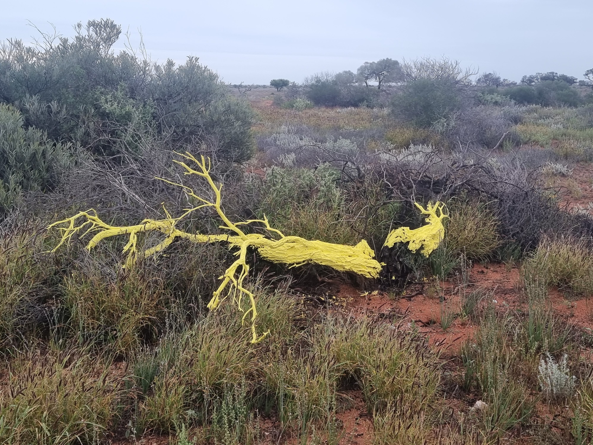 Day 64: Wooramel roadhouse to Overlander roadhouse - A happy ride ...