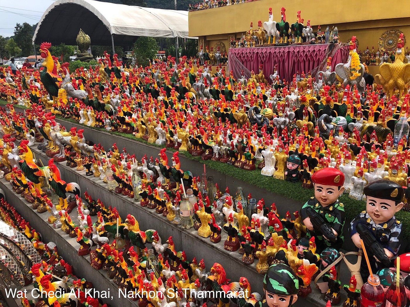 Chickens Never Disappoint - Song of the Koel - CycleBlaze