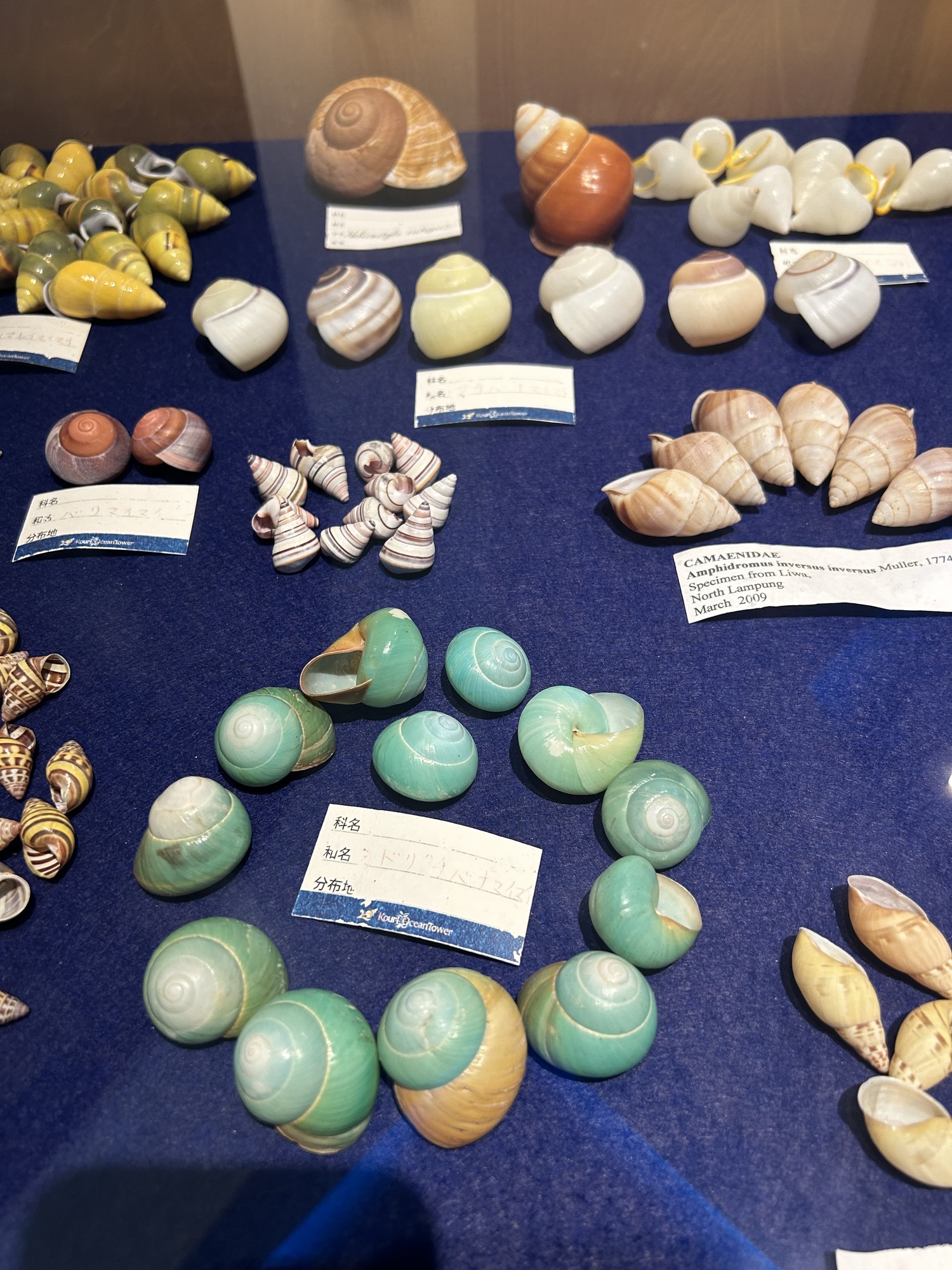 Exploring Kouri Island - Six Wheels Through Japan Part 2 - CycleBlaze