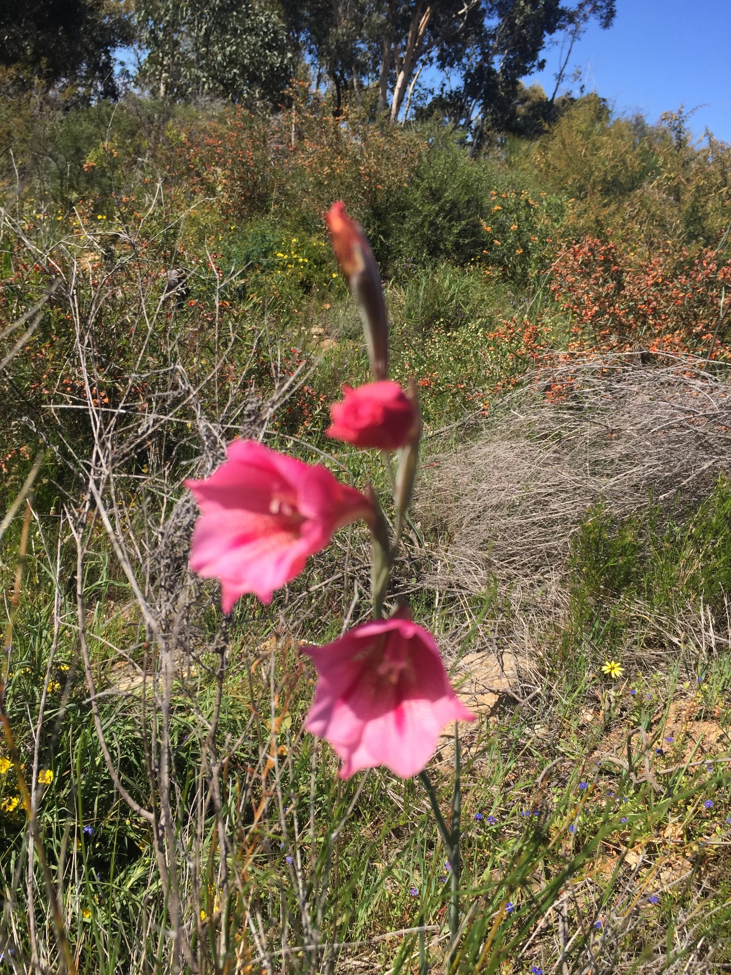 Day 70: Bindoon to Perth - Katherine to Perth 2022 - CycleBlaze